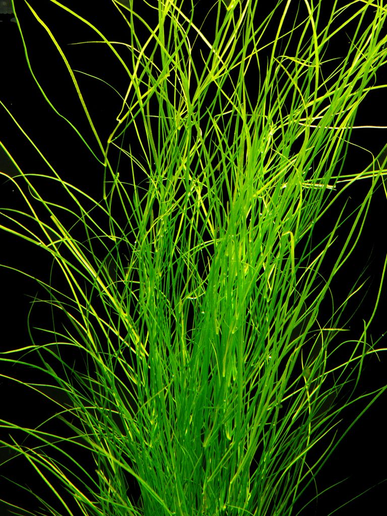 1 Bund Laichkraut (Potamogeton Octandrus) - | Kaufland.de