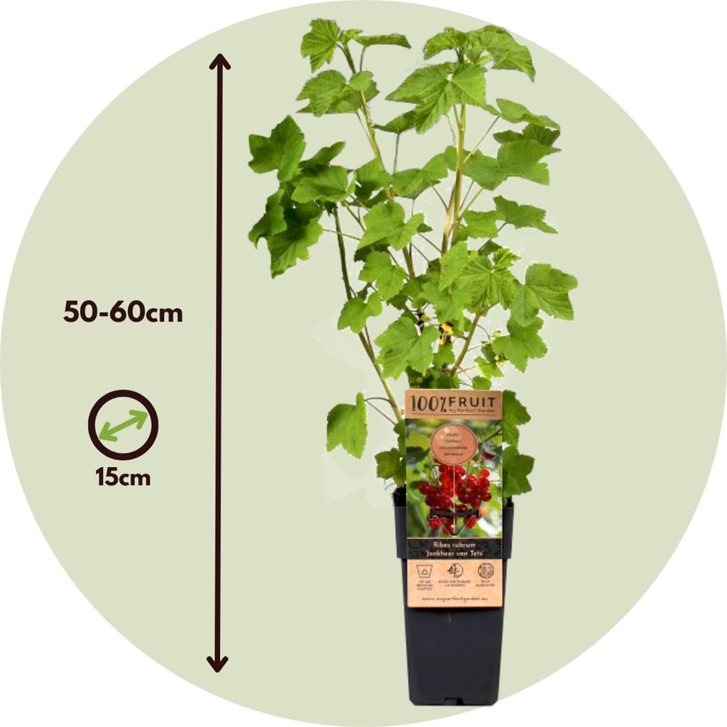 Rybíz červený - 4 ks. - Ribes rubrum | Kaufland.cz