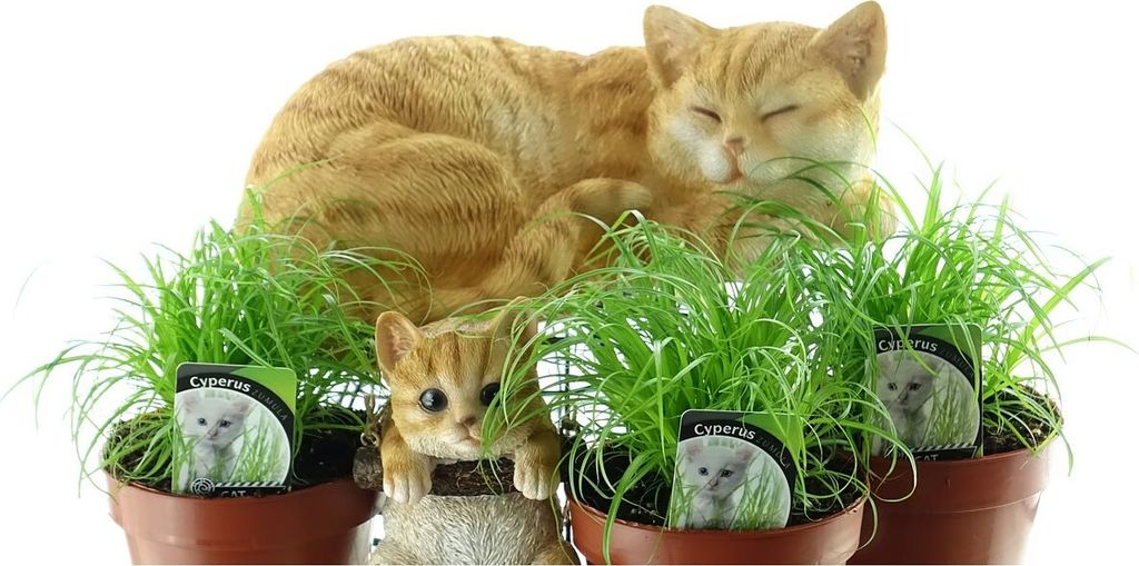 Die Flora 3er Set Katzengras Cyperus zumula | Kaufland.de