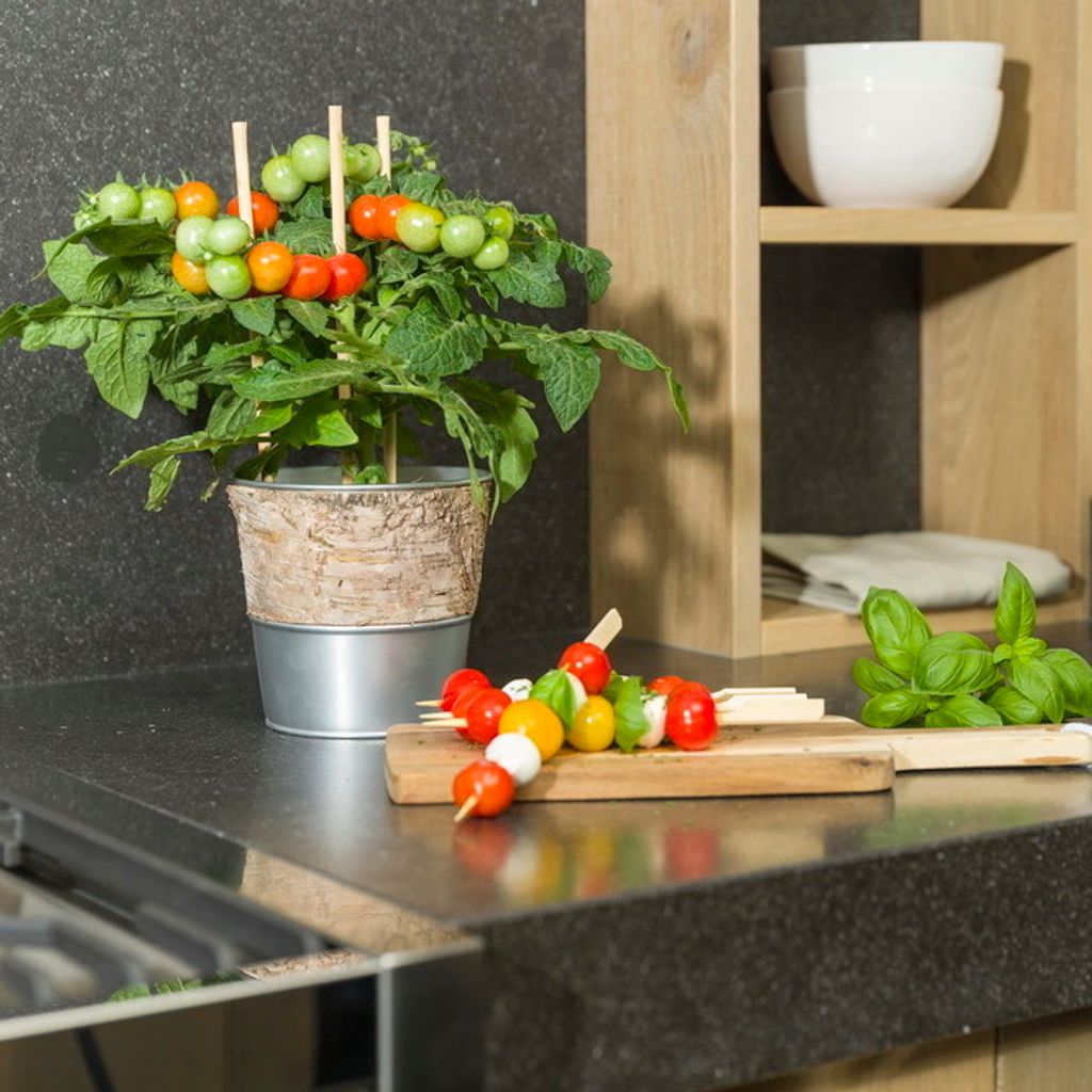 Kirschtomate Cherrytomate Pflanze mit vielen | Kaufland.de