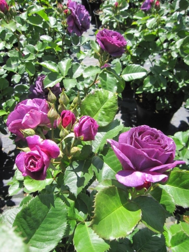 Rosa Minerva ® - Edelrose Minerva ® | Kaufland.de