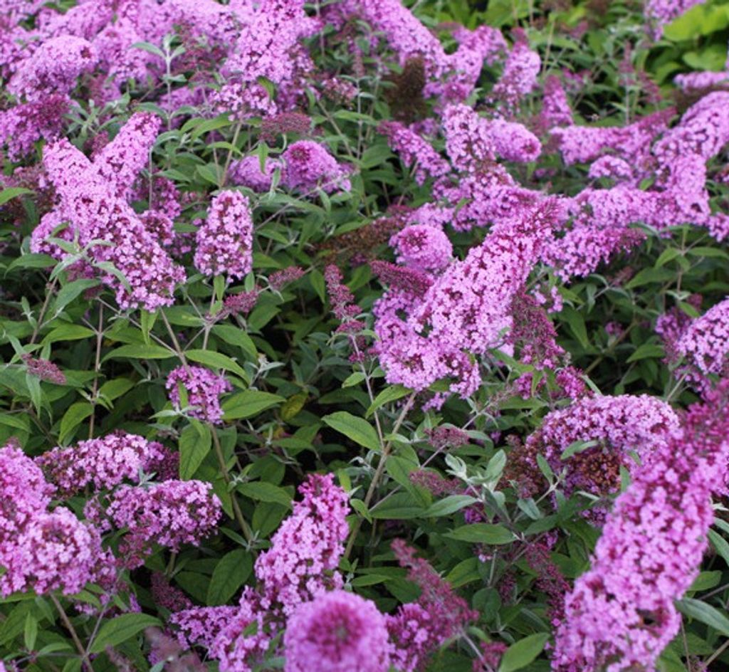 Buddleja davidii Pink Delight 25-30 cm Krzew | Kaufland.pl