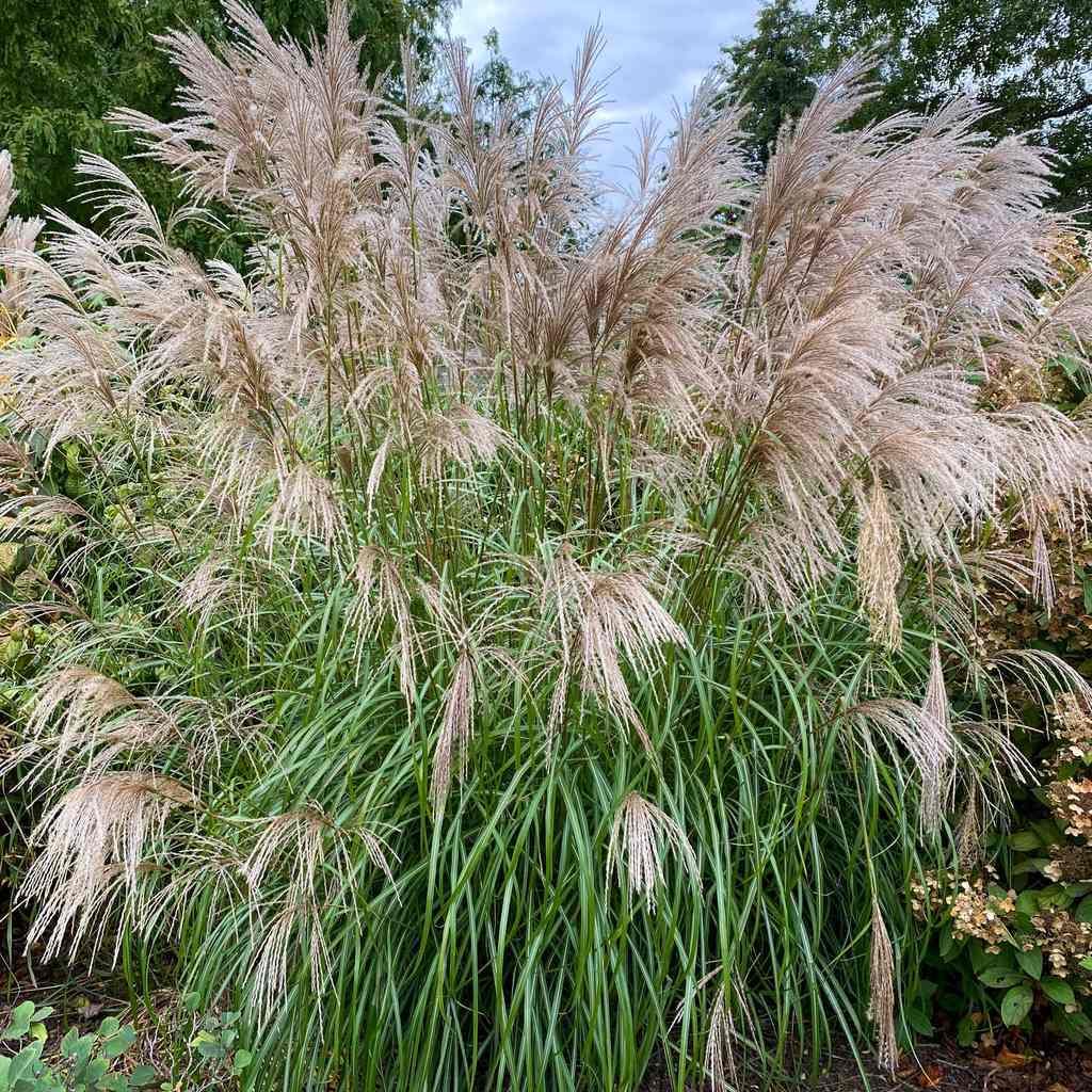Chinesische Miscanthus Memory 2L | Kaufland.de