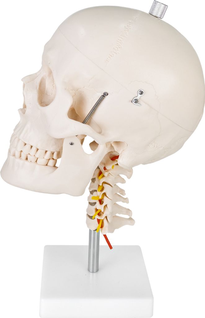 Lebka Krční páteř Anatomický model Kostra | Kaufland.cz