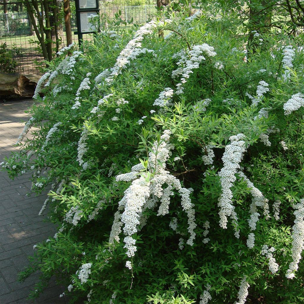 Weisse Rispenspiere Spiraea cinerea | Kaufland.de