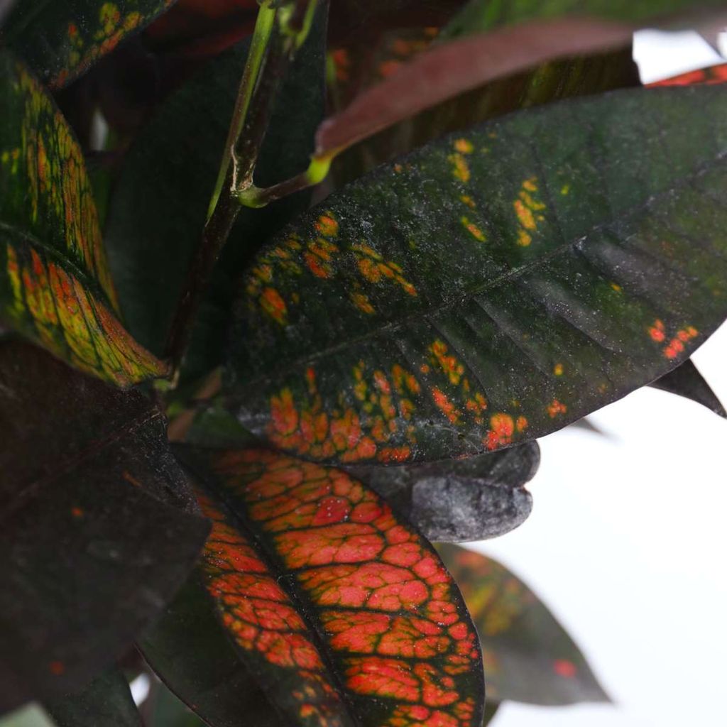 Kroton - Codiaeum variegatum 'Mrs. Iceton' - | Kaufland.de
