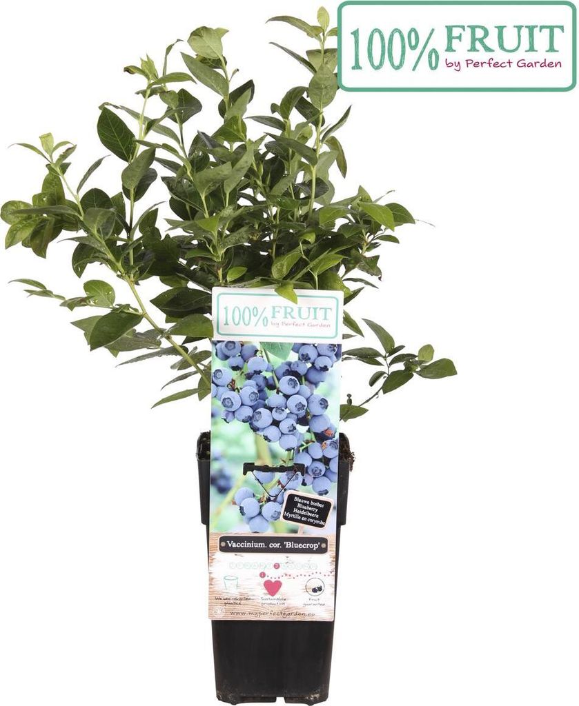 Heidelbeere Bluecrop cca 60 cm - Vaccinium | Kaufland.cz