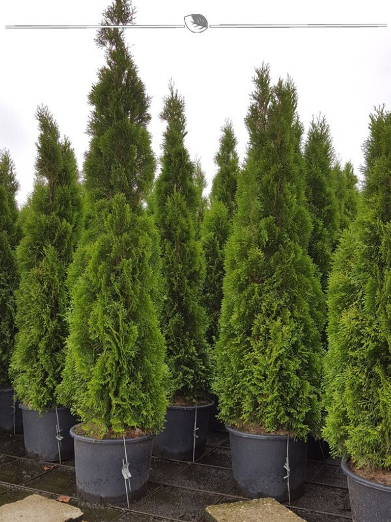 Lebensbaum Thuja Smaragd 180-200 cm, 4x | Kaufland.de