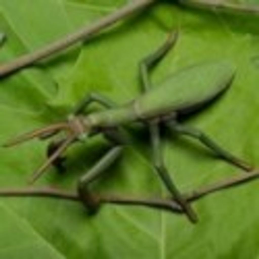 Collecta - Mantis Religiosa -L- 88351 | Kaufland.de