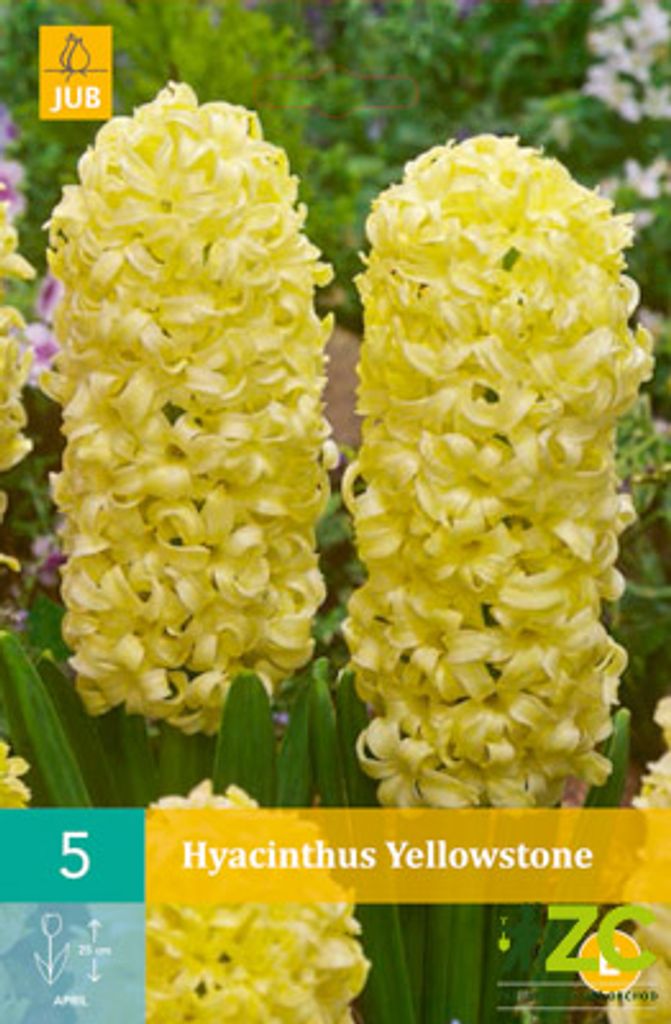 Hyazinthe Yellowstone (5 Stück) | | Kaufland.de