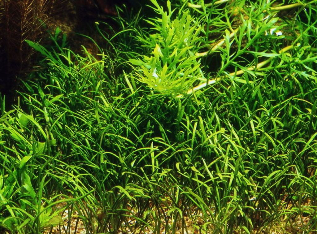 Mauritius-Graspflanze / Lilaeopsis mauritiana | Kaufland.de