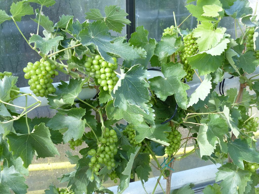 Vitis Vinifera helle Traube 110-120 cm | Kaufland.de