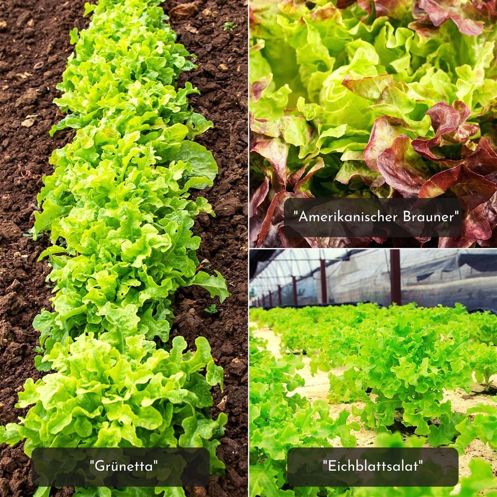 5m Saatband Salat Mix Samen (Lactuca sativa | Kaufland.de