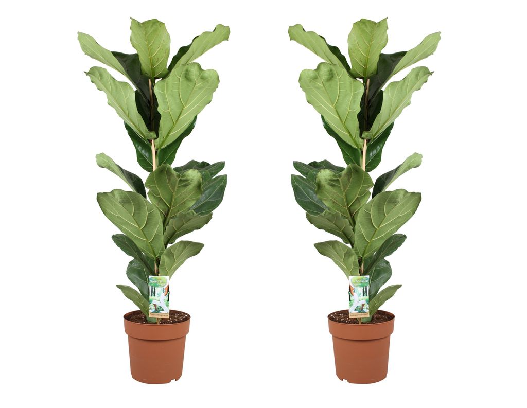 Plant in a Box - Ficus Lyrata - Echte | Kaufland.de