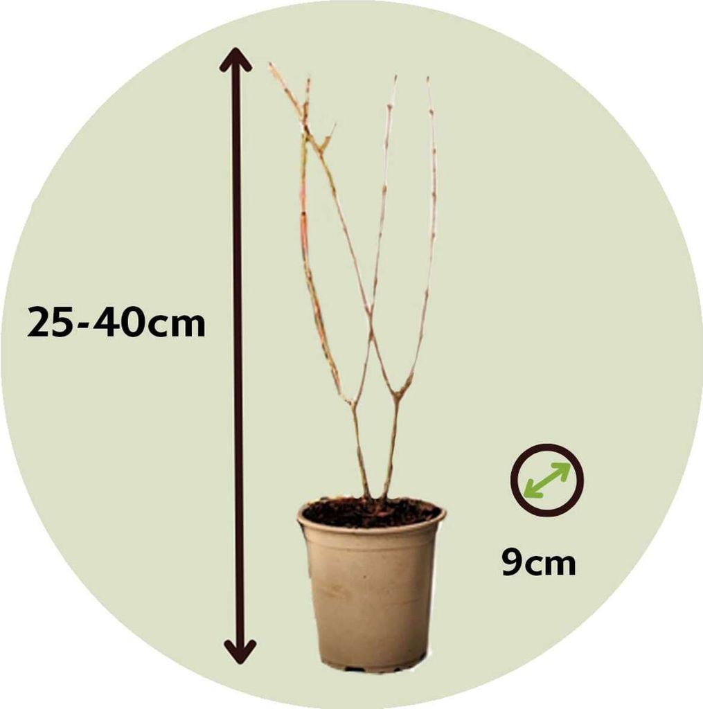 Granatapfelbaum - 3 Stk - Punica granatum - | Kaufland.de