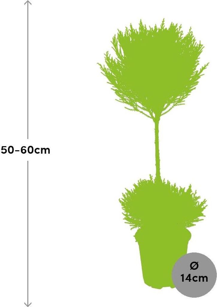Nadelbaum – Zypresse (Cupressus Goldcrest | Kaufland.de
