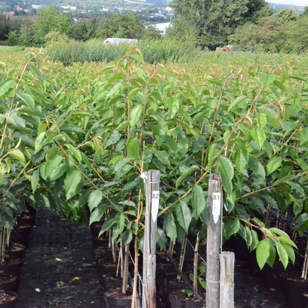 Regina Kirschbaum kleinbleibende Süßkirsche Buschbaum Produktbild 3
