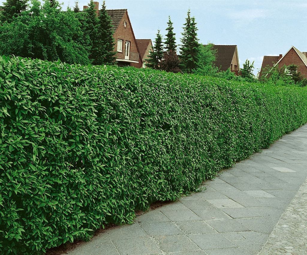 Liguster Hecke Dngen