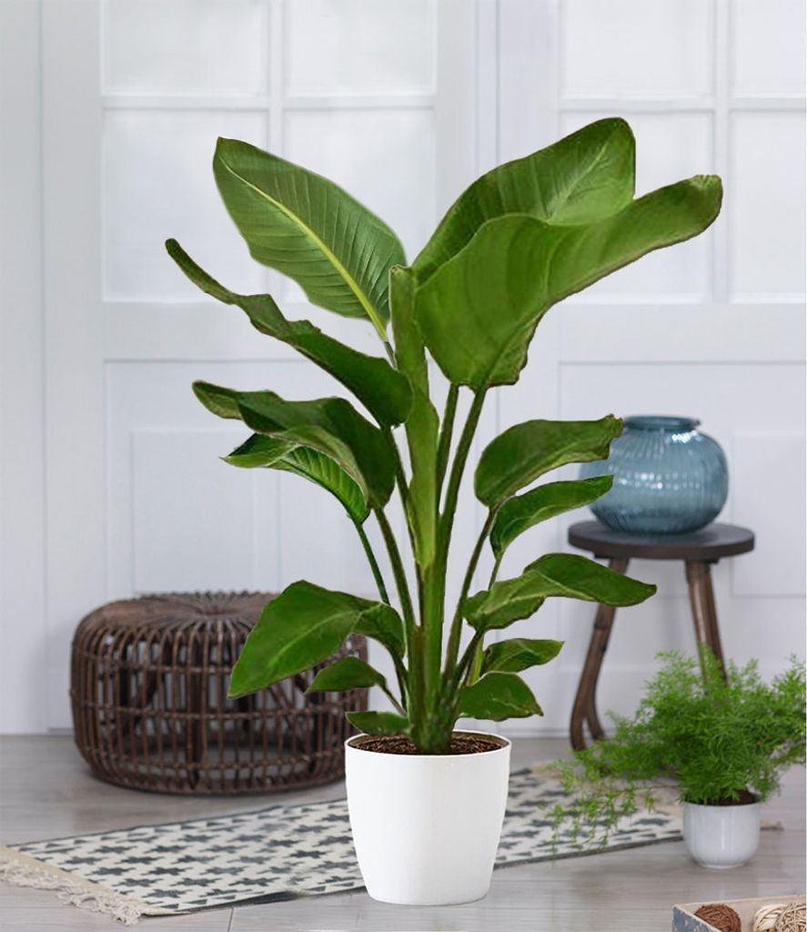 Baumstrelitzie "Nicolai",1 Pflanze | Kaufland.de