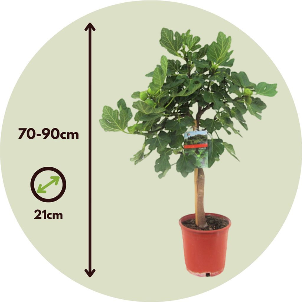 Fíkovník smokvoň - 2 ks. - Ficus Carica - | Kaufland.cz