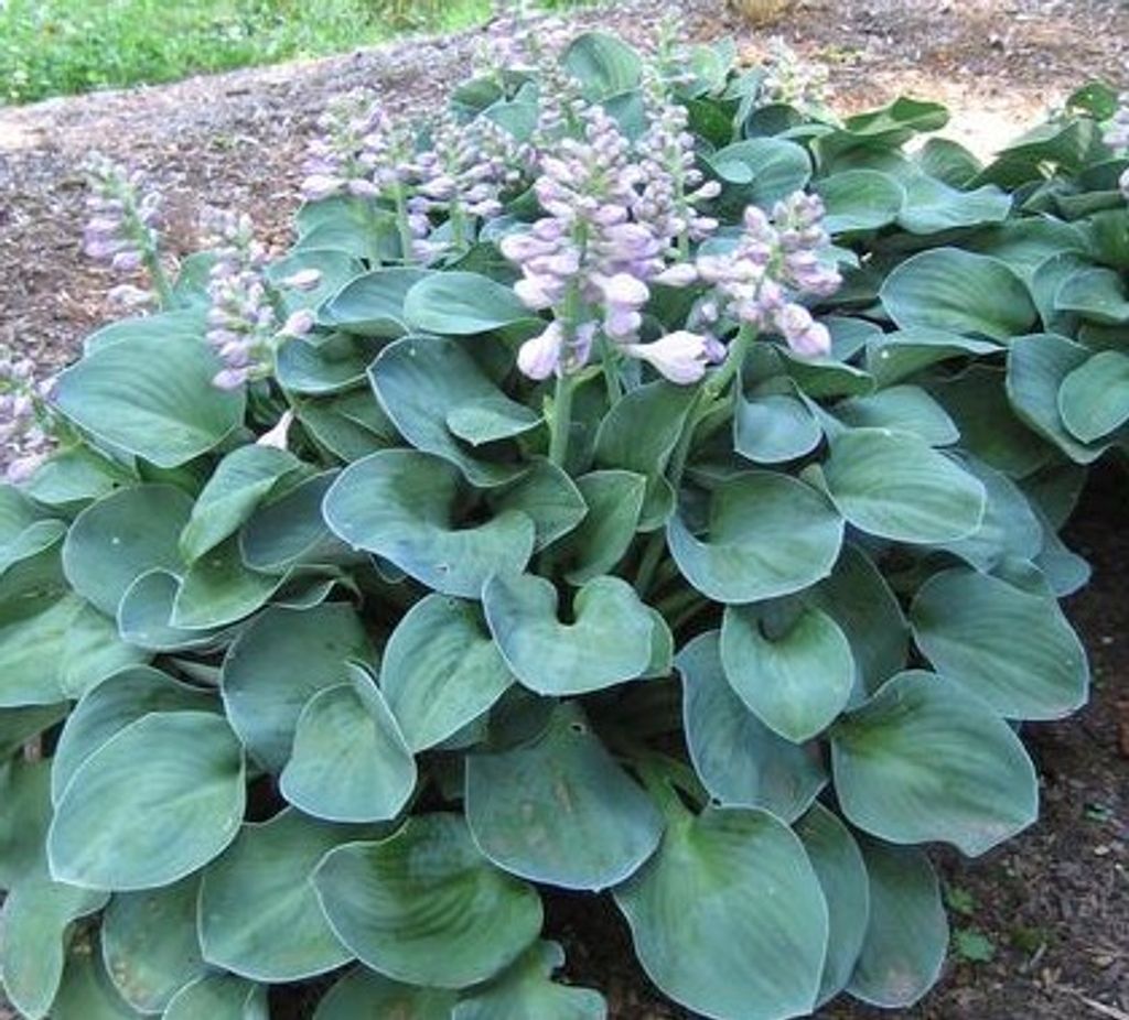 12 Hosta Blue Mouse Ears Mini Funkie | Kaufland.de