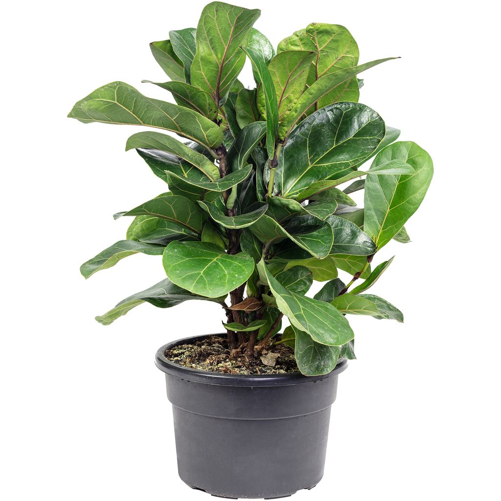 Geigenfeige Ficus Lyrata Bambino Clump T21 | Kaufland.de