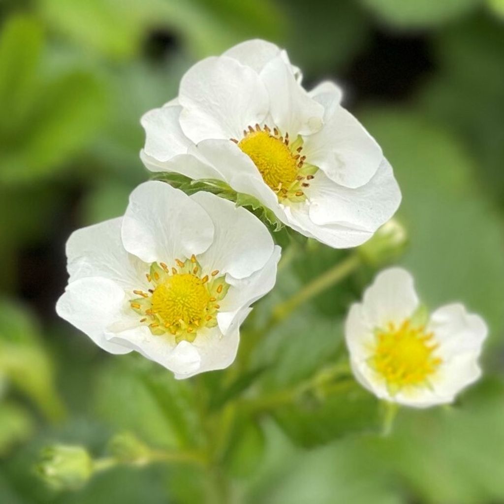 Erdbeere Elan F1 Sträucher & Bäume | Kaufland.de