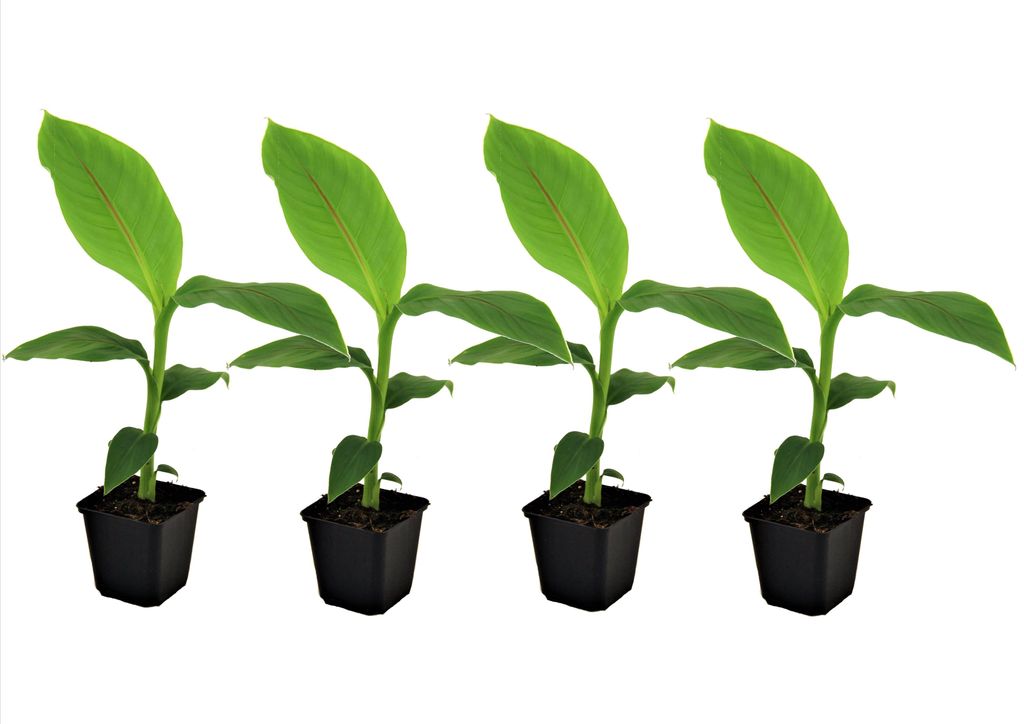 Plant in a Box - Musa Basjoo - 4er Set - | Kaufland.de