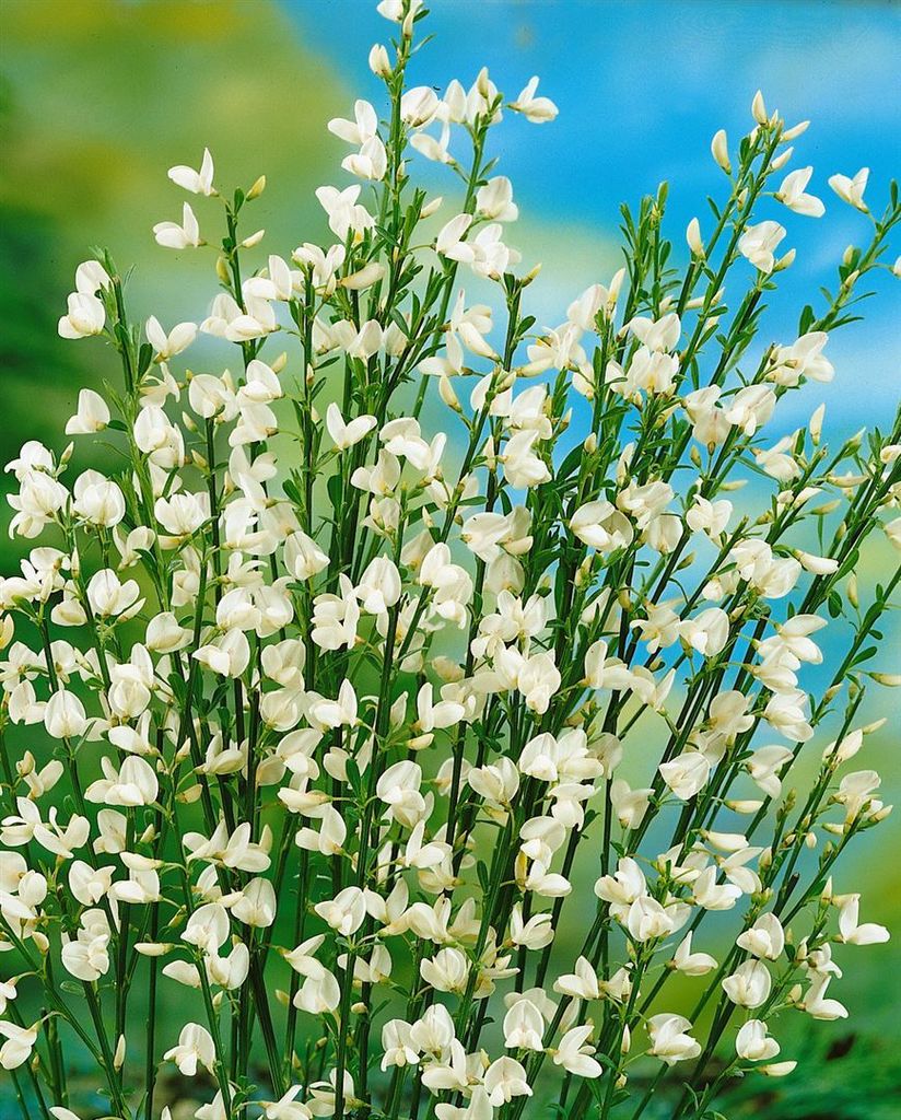 Frühlings-Ginster 'White Lion' Cytisus | Kaufland.de