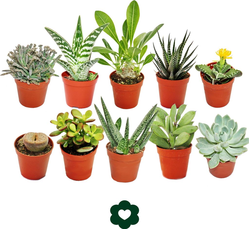 10 rôznych sukulentov v 5,5 cm kvetináci v | Kaufland.sk