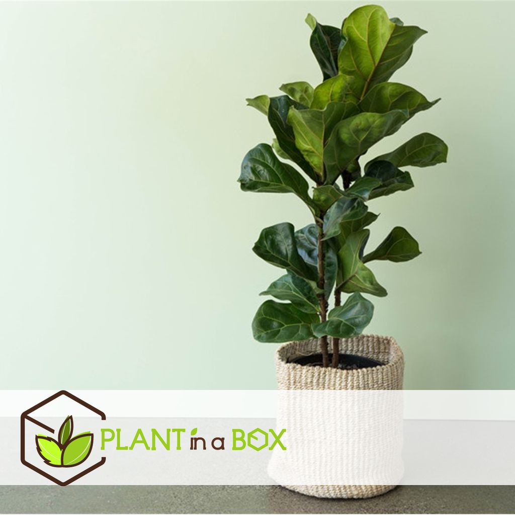 Plant in a Box - Ficus Lyrata - Echte | Kaufland.de