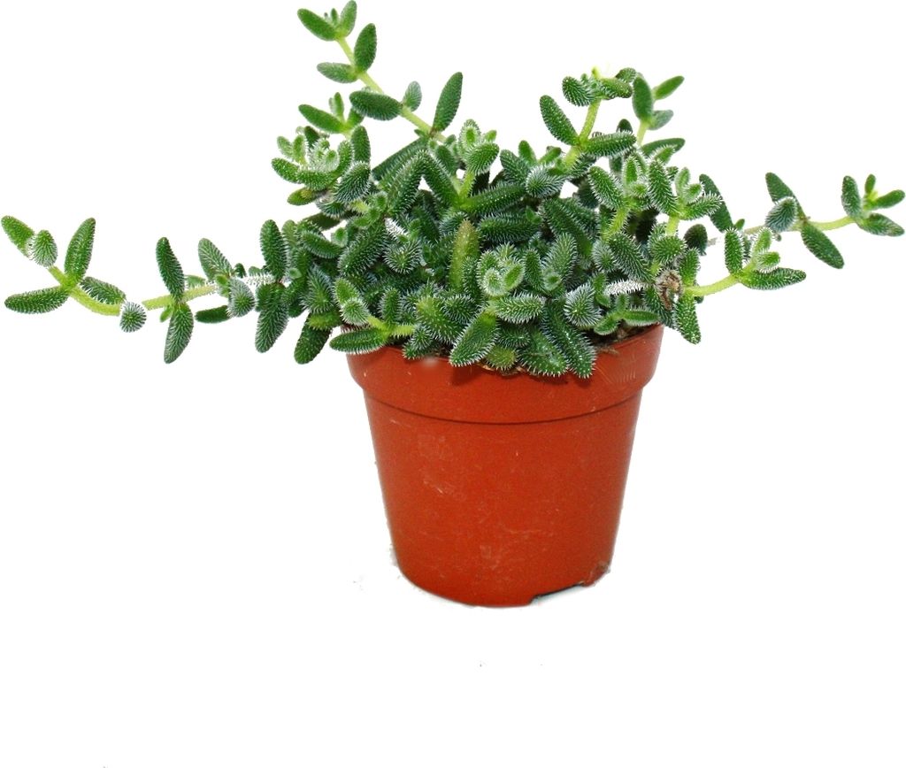 Rastlina kyslá uhorka - Delosperma echinatum - črepník 12