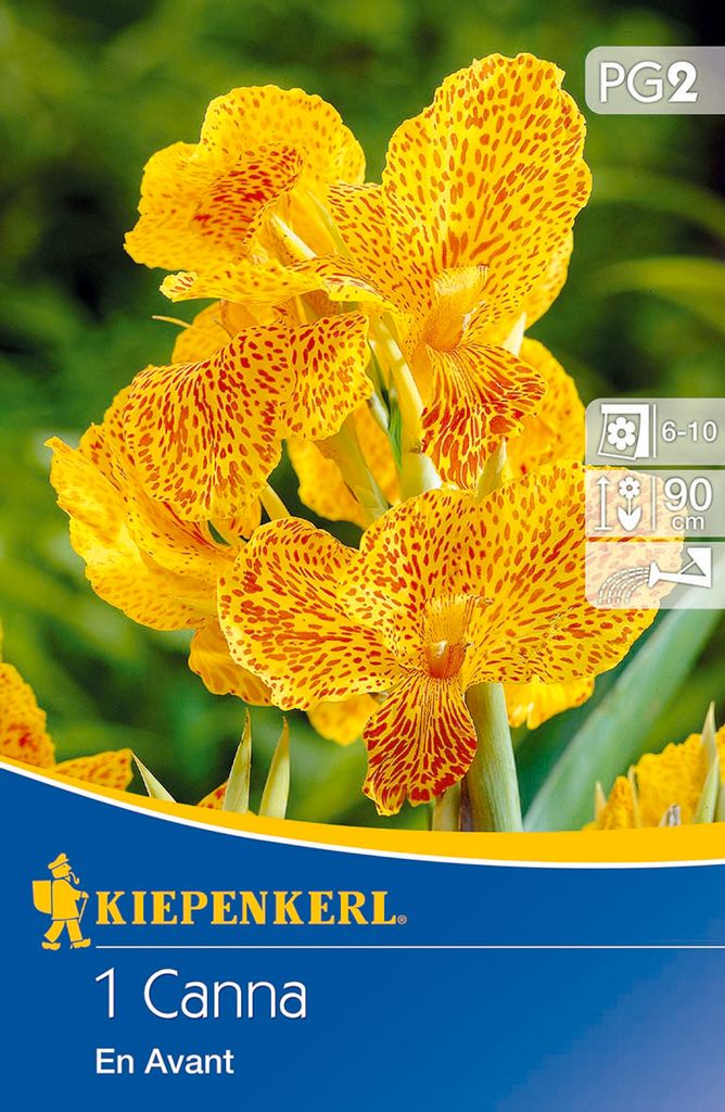 Blumenrohr En Avant (1 Stück) | | Kaufland.de