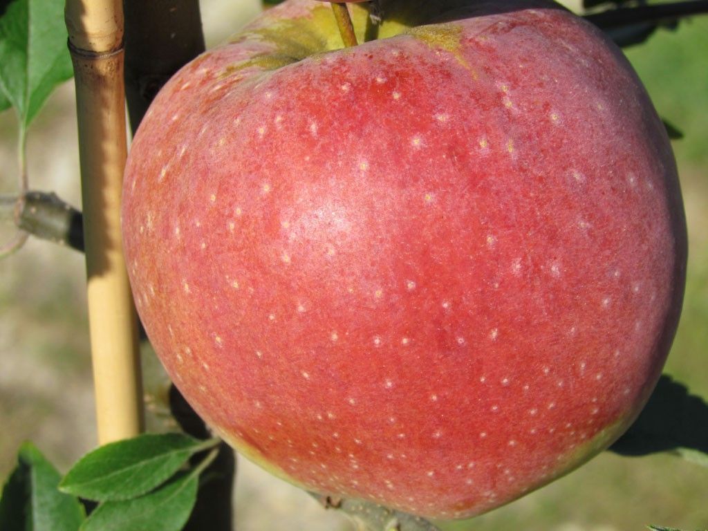 Florina Apfelbaum Winterapfel Lagerapfel süß | Kaufland.de