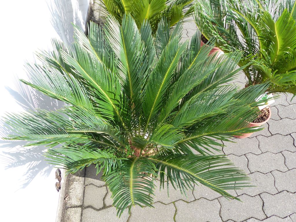 Palmfarn XXL 75 - 90 cm Cycas Revoluta | Kaufland.de