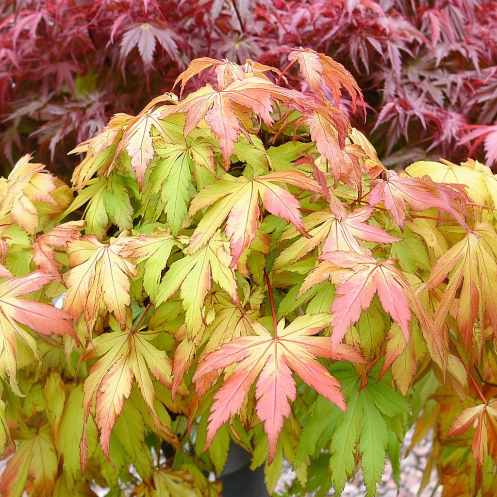 Japonský javor - Acer palmatum 'Moonrise' - | Kaufland.cz