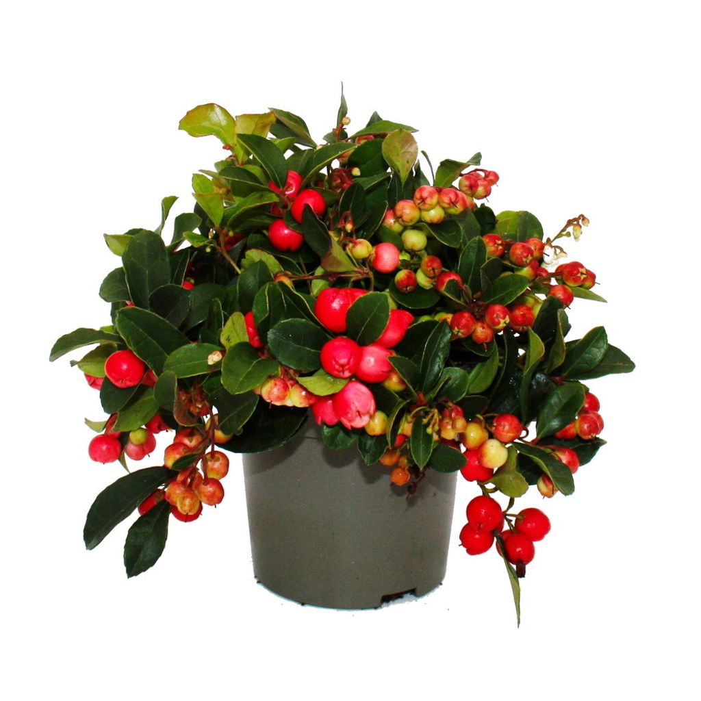 Kobercové bobule - Gaultheria procumbens - | Kaufland.sk
