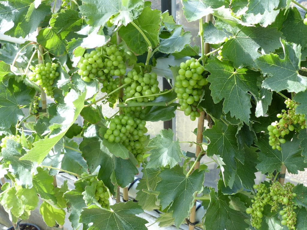 Vitis Vinifera helle Traube 110-120 cm | Kaufland.de