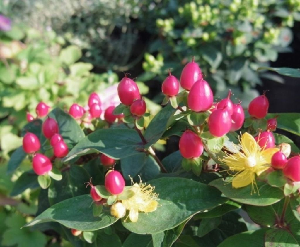 Hypericum inodorum Magical Red - | Kaufland.de