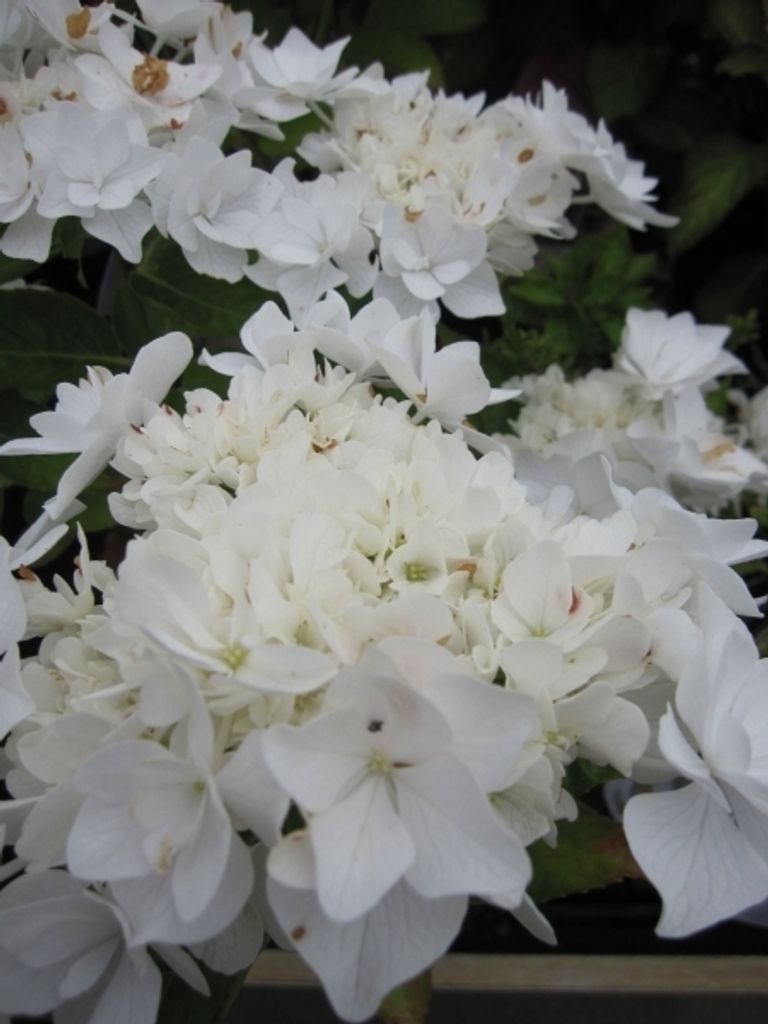 Bauernhortensie Beautensia Coco - Hydrangea | Kaufland.de