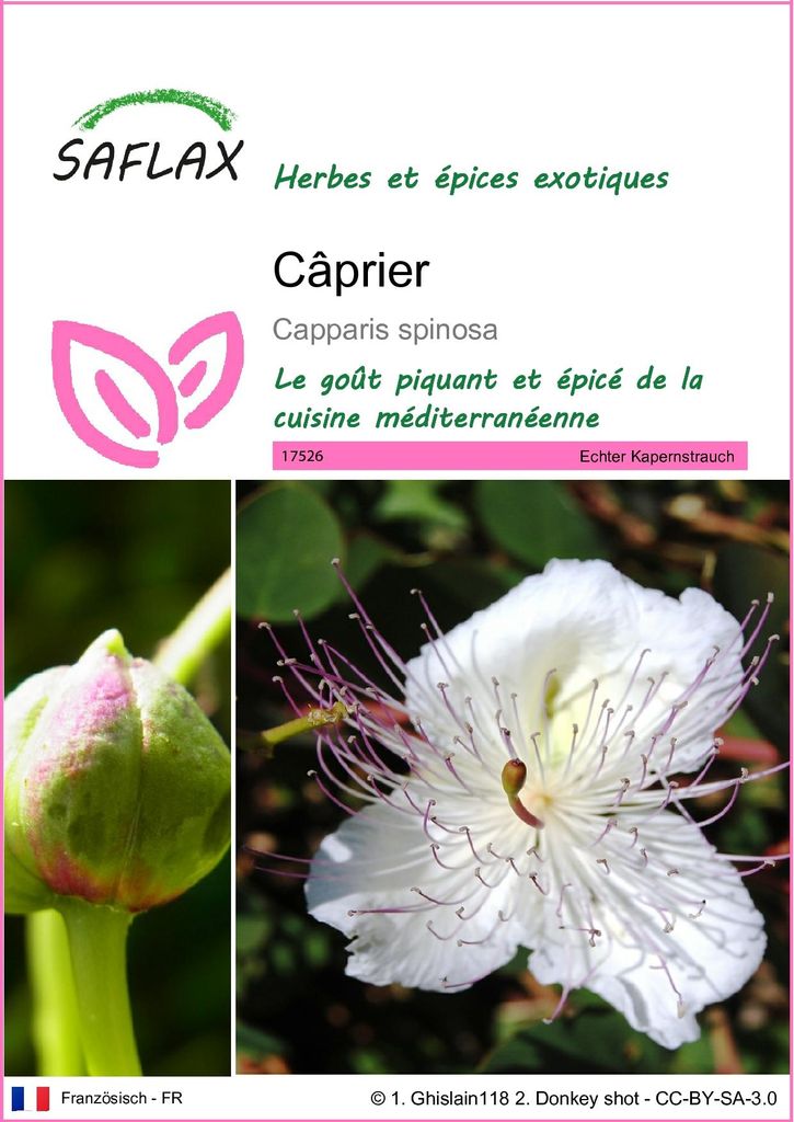 SAFLAX - Câprier - 25 graines - Capparis