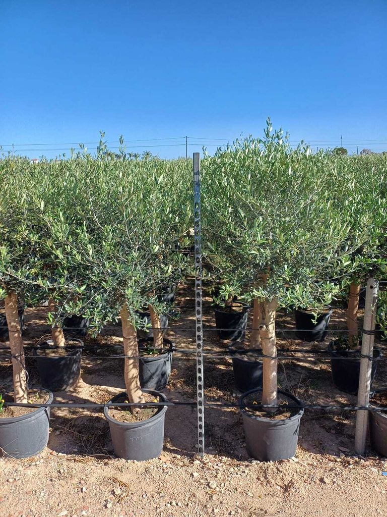 Sunny Tree - Wysokie drzewo oliwne 170 cm | Kaufland.pl