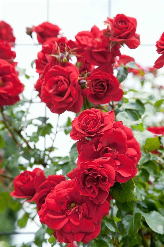 Rosa 'Amadeus' Kletterrose, 7L Topf, | Kaufland.de