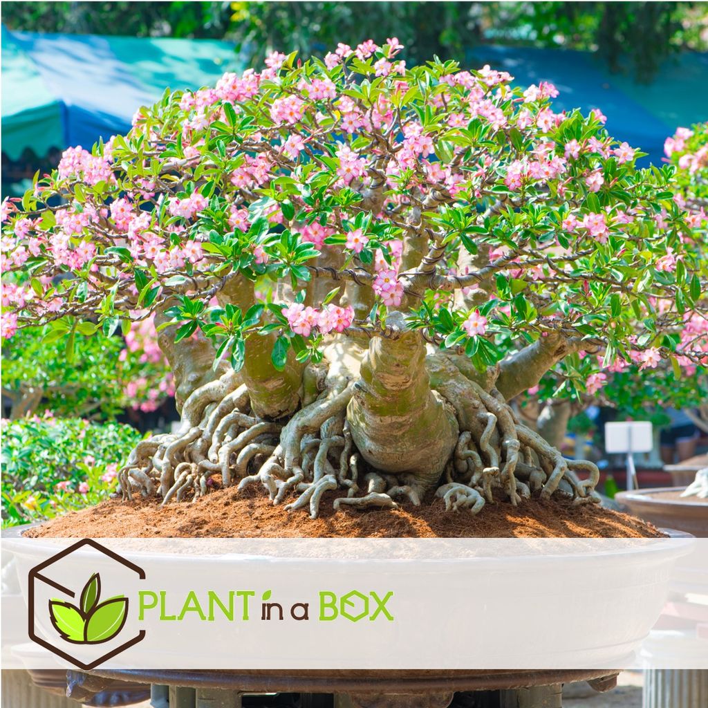 Plant in a Box - Adenium Obesum - Adenium | Kaufland.de
