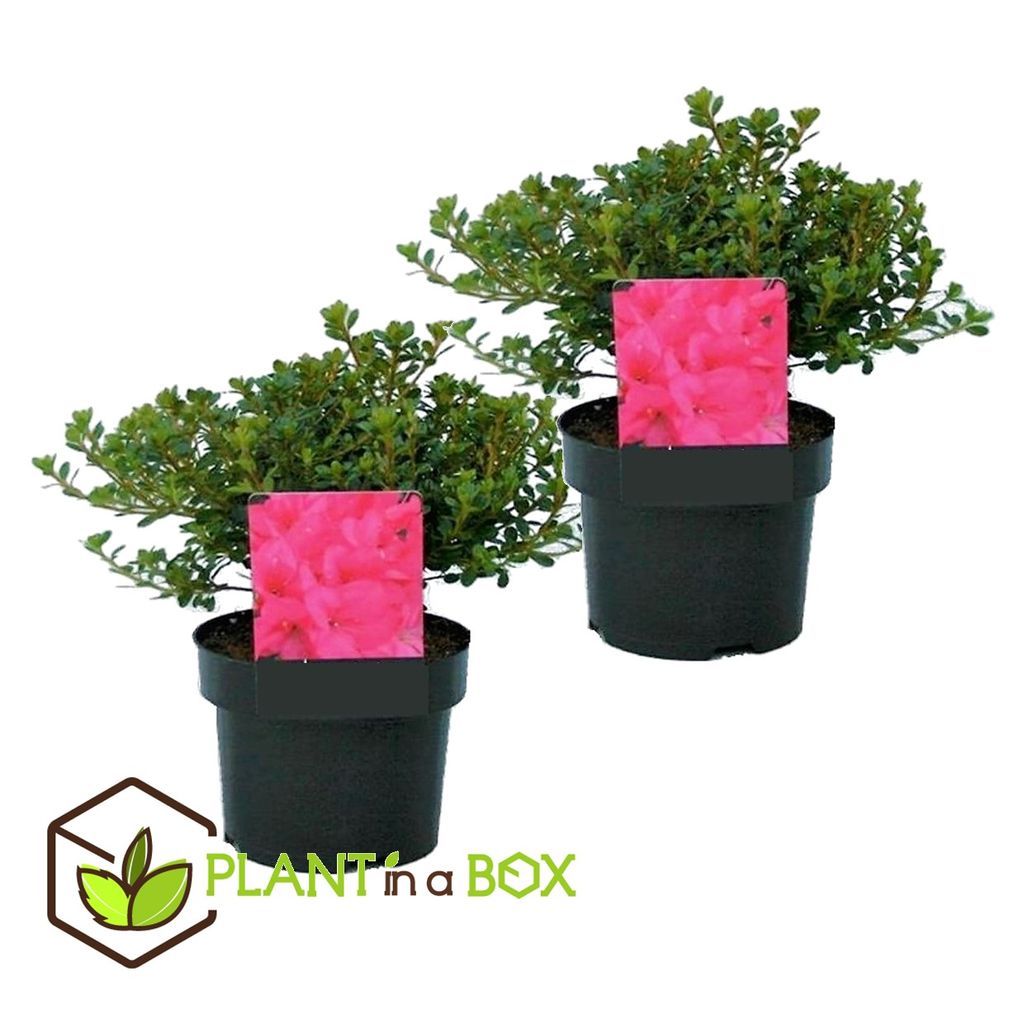 Plant in a Box - Rhododendron 'Azalea Anouk' | Kaufland.de