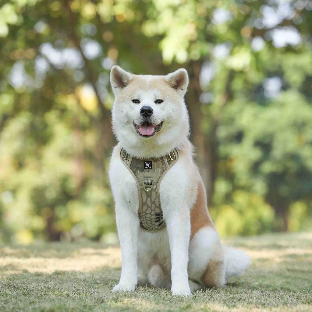 Priedušný postroj pre veľké psy, postroj | Kaufland.sk