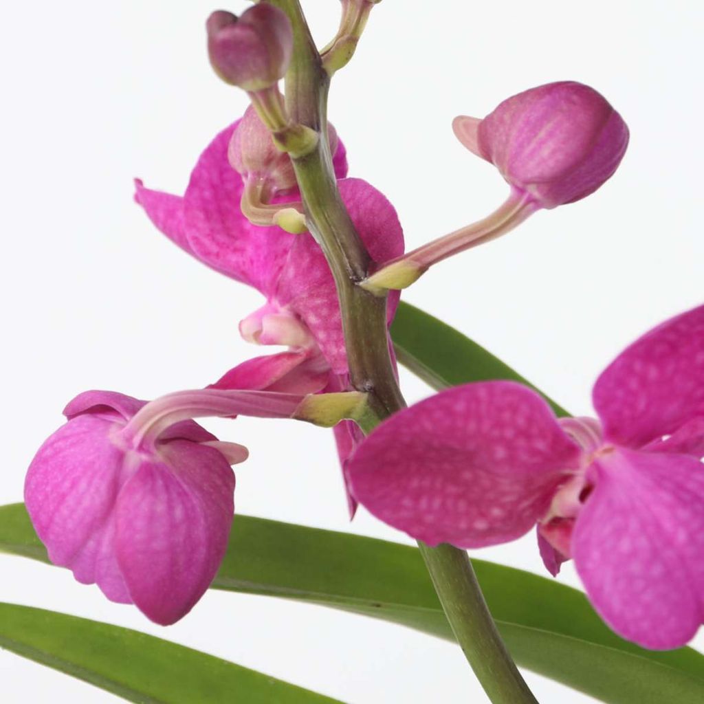 Vanda-Orchidee - Vanda 'Pink' - Höhe 45-55cm | Kaufland.de