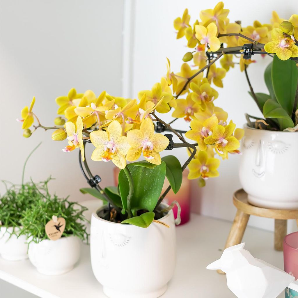 Kolibri Home | Happy Face weißer Blumentopf - | Kaufland.de