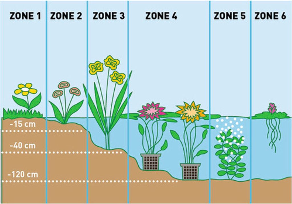 Vodné rastliny kvitnúce set 6 ks FloraSelf | Kaufland.sk