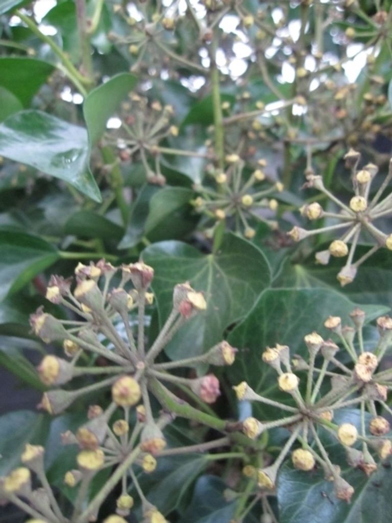 Hedera helix Arborescens - Strauch-Efeu | Kaufland.de